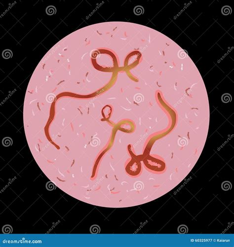 Ebola Virus Seen Under Microscope Stock Vector Illustration Of
