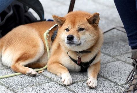 Shiba Inu Price Predictions Will 2023 Be The Year For Shib