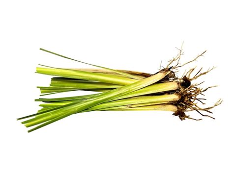 Premium Photo Vetiver Chrysopogon Zizanioides Khus Chrysopogon Is