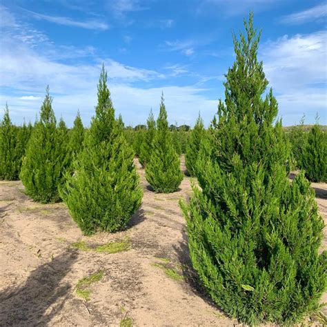 Juniperus Chinensis Spartan Juniper Juniper Spartan From Kankakee