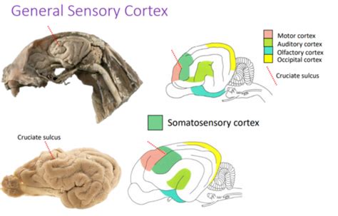 Sensory Ascending Pathways Flashcards Quizlet