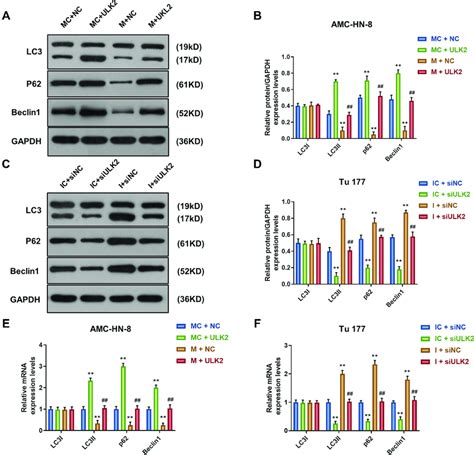 Overexpression Of Ulk2 Rescued The Inhibitory Effects Of Mir 26a 5p