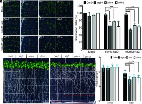 Ufmylation Reconciles Salt Stress Induced Unfolded Protein Responses