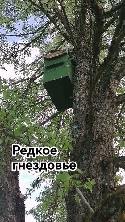 Очень редкая птица Youtube