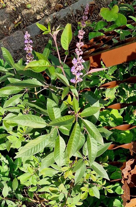 How To Propagate Vitex Negundo Propagate One