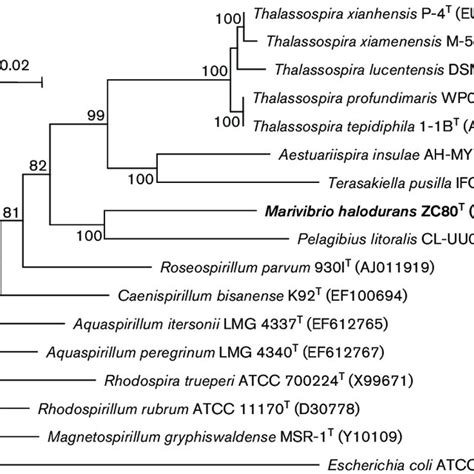 Maximum Likelihood Phylogenetic Tree Reconstructions Based On 16s Rrna