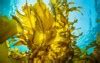 Seaweed Cultivation 101 A Guide To Growing Sea Vegetables Shuncy