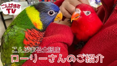 こんぱまるTV大阪店 8 ローリーさんのご紹介 YouTube