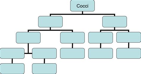 Cocci Micro Diagram Diagram Quizlet