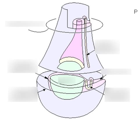Testicle Diagram SPOT Diagram Quizlet