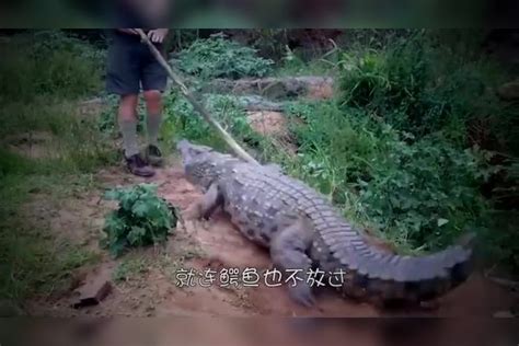 男子被乌鸦 追杀”3年，不得不每天带棍子出门，什么仇什么怨！