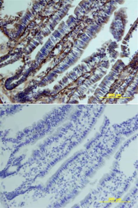 Mouse Clusterin Antibody R D Systems 100μg Unlabeledantibodies