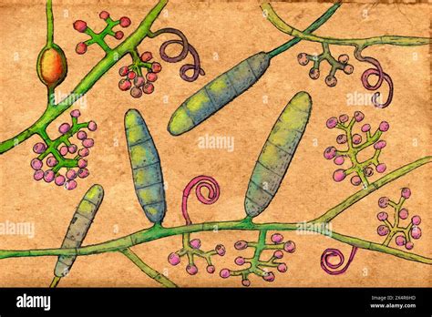 Illustration Of Trichophyton Mentagrophytes Fungi This Fungus Causes Ringworm Infections Stock