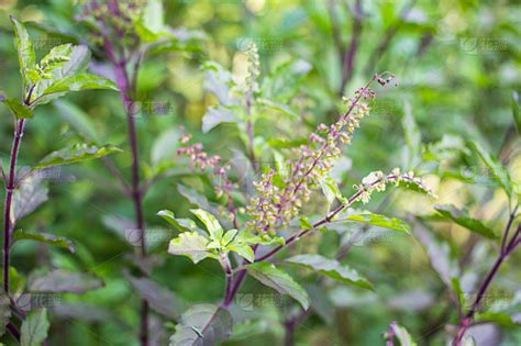 神圣罗勒叶草本成分