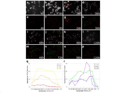 Egfp Htt Q74 Aggregate Formation Upon Doxycycline Induction Pc12 Cells