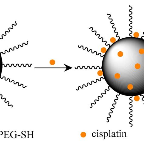 TEM Images Of Polydopamine Nanoparticles PDA NPs A B With Different