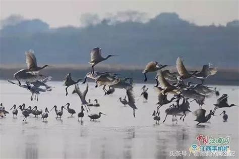 驚艷2018年越冬候鳥陸續飛抵鄱陽湖 每日頭條
