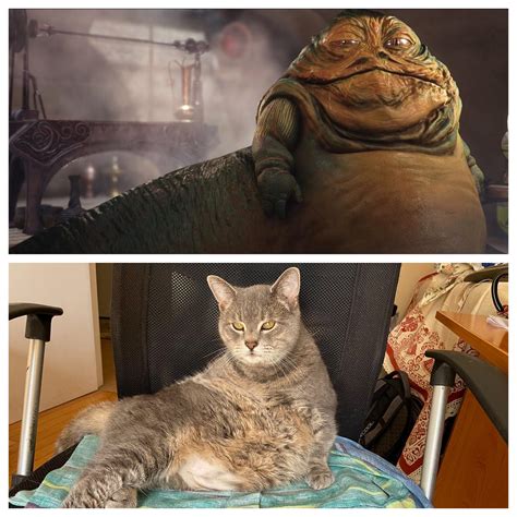 Jabba The Hut Cat