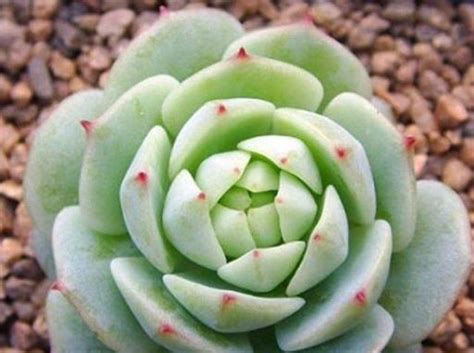 家居養花多肉植物根系出現腐爛的原因和相應的處理技巧 imomo植物識別