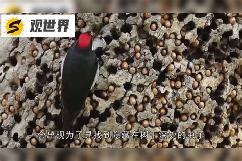你们都被骗了啄木鸟不是什么好鸟今天就把事实真相告诉你