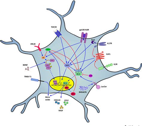 Figure 2 From Astrocytes Key Regulators Of Neuroinflammation Semantic Scholar