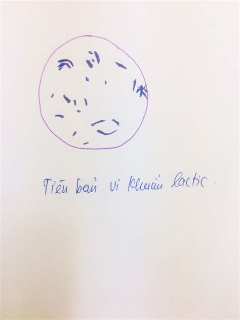 Tìm Hiểu Về Hình ảnh Vi Khuẩn Lactic Trong Việc Làm Sạch đường Hô Hấp