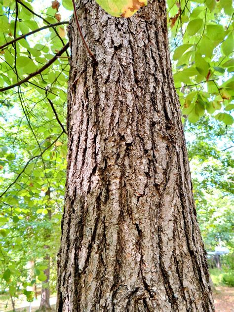 Nyssa Sylvatica Marshall Black Tupelo World Flora Plntnet Identify