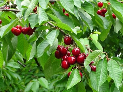 Пръскане на череши