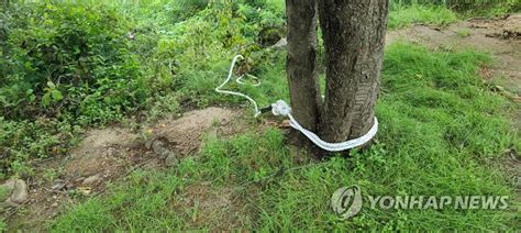 인공 수초섬 고정하는 밧줄 연합뉴스