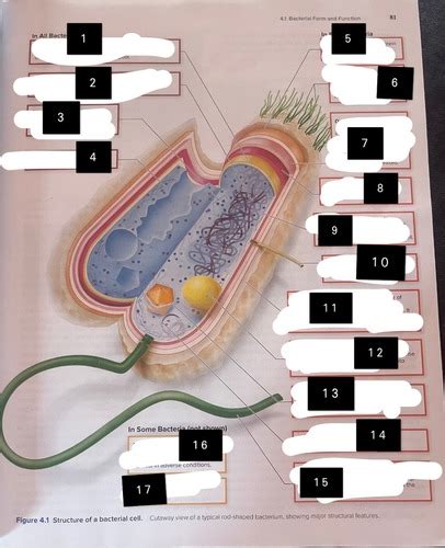 BIO 216 CH 4 Bacteria And Archaea Flashcards Quizlet