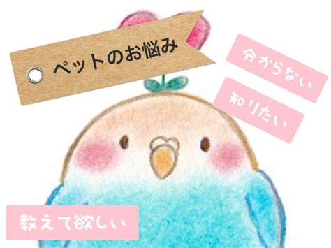 ペットのどうしたらいい？相談のります 元動物看護士がペットのお悩み、相談アドバイスします。 ペット・動物の相談 ココナラ