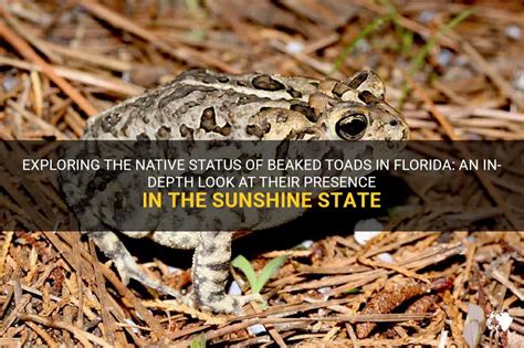 Exploring The Native Status Of Beaked Toads In Florida An In Depth