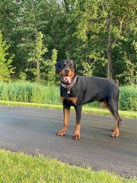 Adopted Handsome Rottweiler Doberman Pinscher Mix Adopted In Edmonton