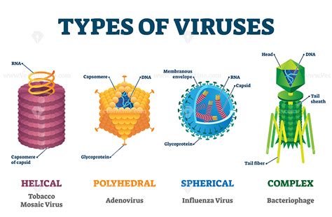 Simple Virus Structure Diagram Biology Virus Labeled Diagram