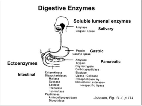 Nutrient Digestion And Absorption Hu Flashcards Quizlet