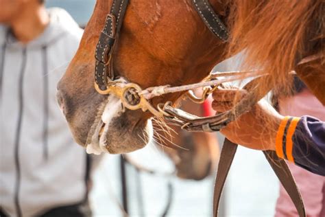 1100 Influenza Equina Fotos Fotos De Stock Imagens E Fotos Royalty