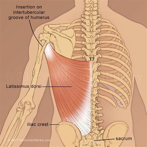 Latissimus Dorsi Medical Art Library