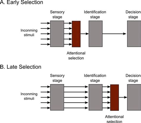 schematic diagrams depicting two different accounts of attentional