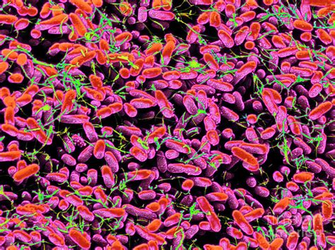 Salmonella Bacteria Photograph By Moredun Animal Health Ltdscience
