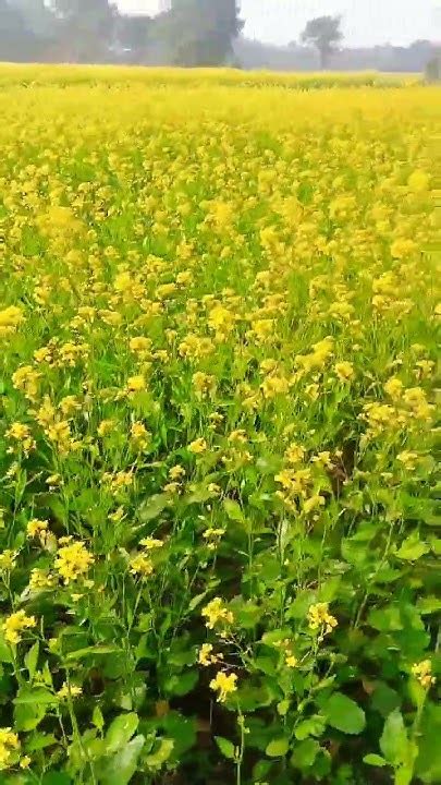 রাই ফুল Shorts Youtube