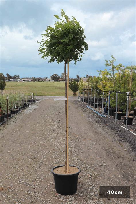 Robinia Mop Top Dinsan Nursery