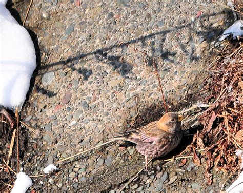 背景がよければなぁ 北の野鳥page