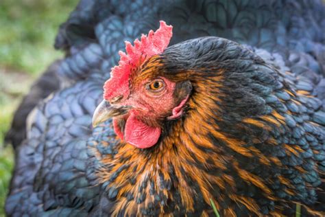 13 Sex Link Autosexing Chickens No More Surprise Roosters