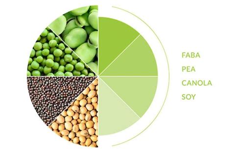 Plant Protein Concentrate Market Is Booming So Rapidly Major