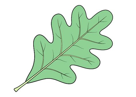 How To Draw An Oak Leaf Step By Step Easylinedrawing