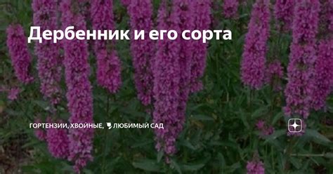 Дербенник и его сорта Гортензии хвойные 🌷любимый сад Дзен
