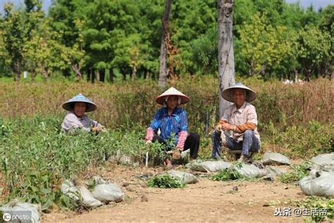 「為啥農村人老了，還要拼命幹活？」老農這番話相當接地氣 每日頭條