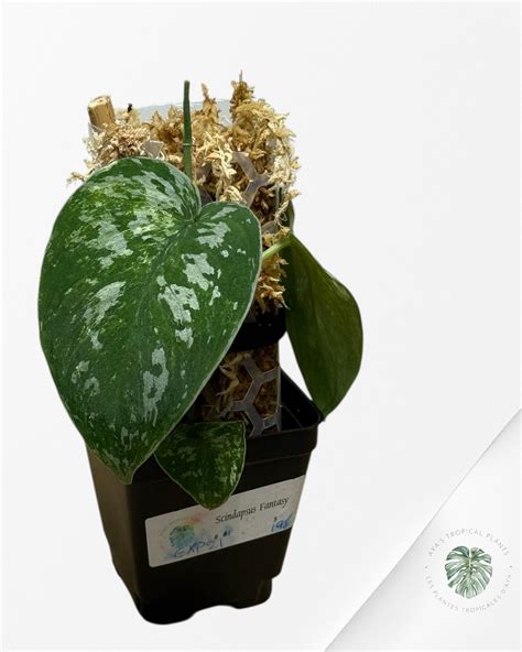 Scindapsus Argyrus Fantasy Exp21