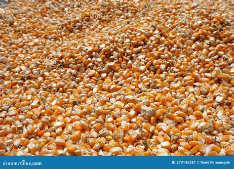 Dried Corn Kernels During The Day Stock Image Image Of Fruit Detail