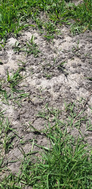 New Member With A Problem Lawn Care Forum